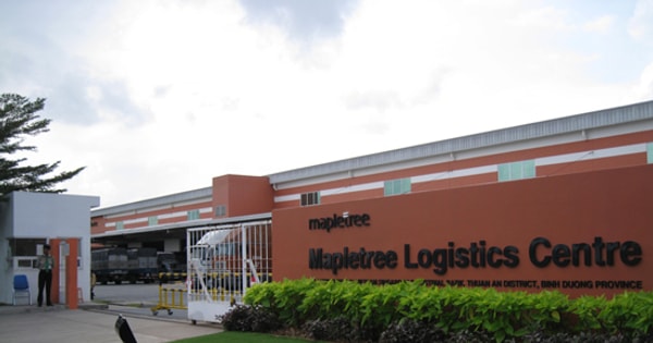 Mapletree blossoms in Vietnam