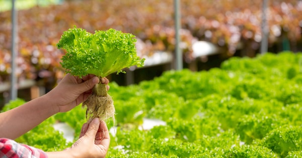 Nông dân ở Đơn Dương bán rau ngay từ khi xuống giống, lời hay lỗ?